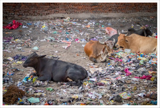 Del Toro de la Vega a las vacas sagradas | Migrados | Planeta Futuro ...